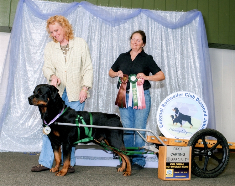 Wellslands Rottweilers - Rottweiler Breeder | Rottweiler Puppies ...
